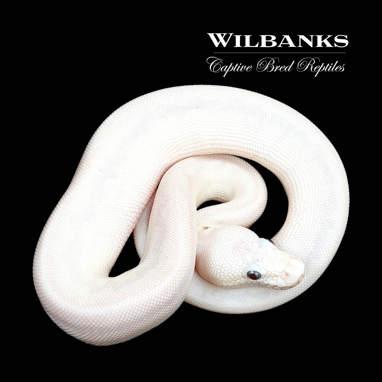 Blue Eyed Leucistic (Lucy) (Bamboo Butter) Ball Python by Wilbanks ...
