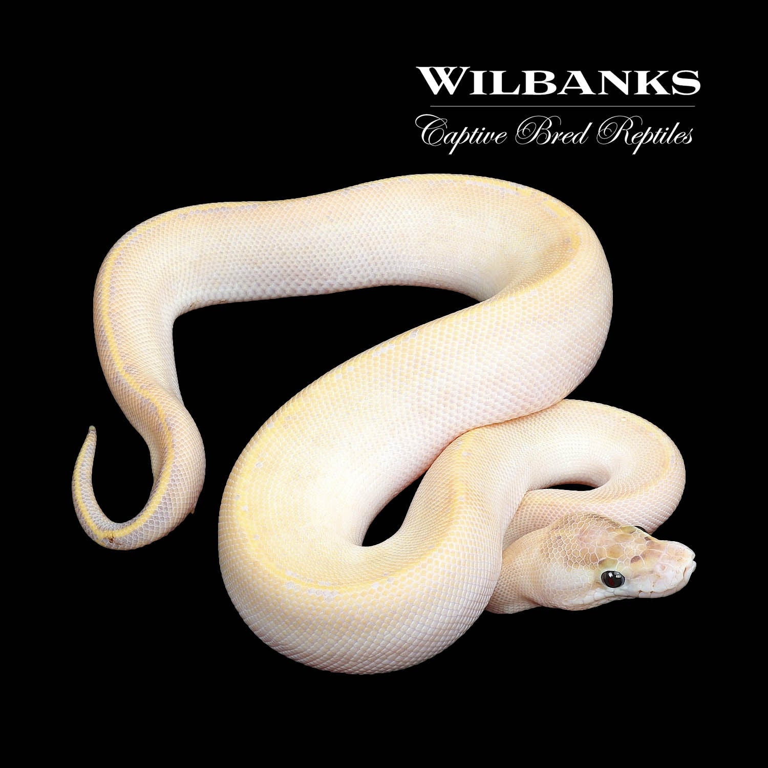 Ivory Ball Python by Wilbanks Captive Bred Reptiles - MorphMarket