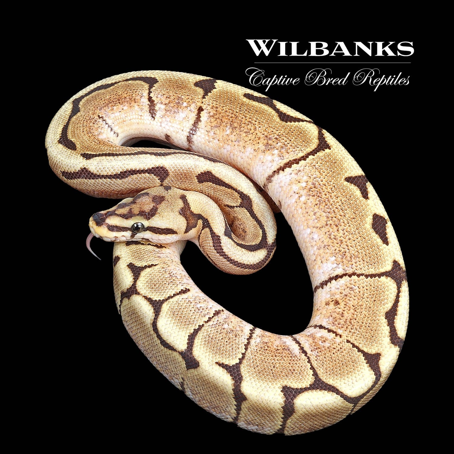 Fire Spider Ball Python by Wilbanks Captive Bred Reptiles - MorphMarket