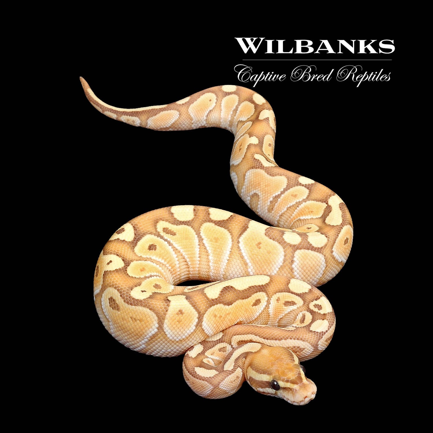 Banana Butter Huffman Ball Python by Wilbanks Captive Bred Reptiles ...