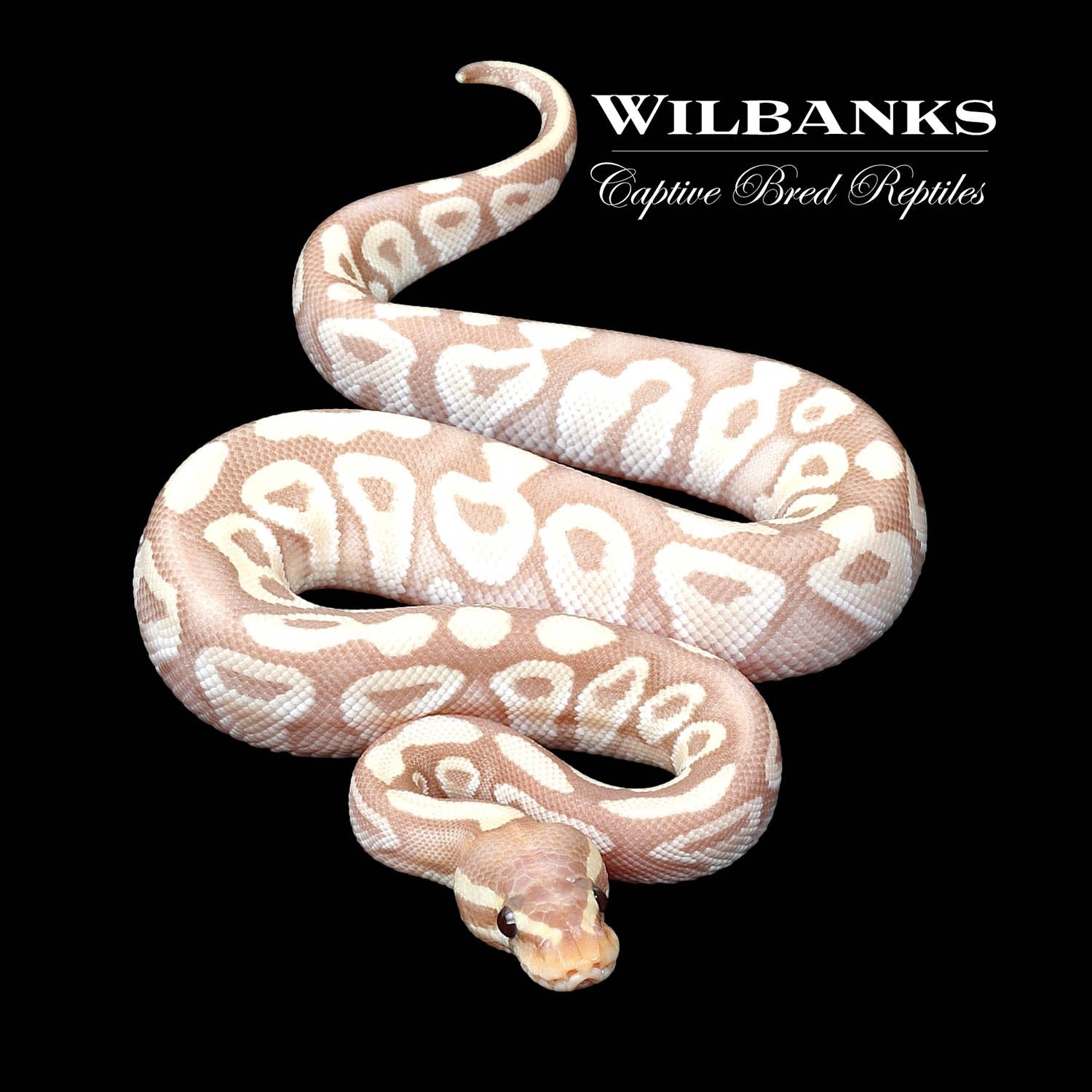 Banana Mojave Ball Python by Wilbanks Captive Bred Reptiles - MorphMarket