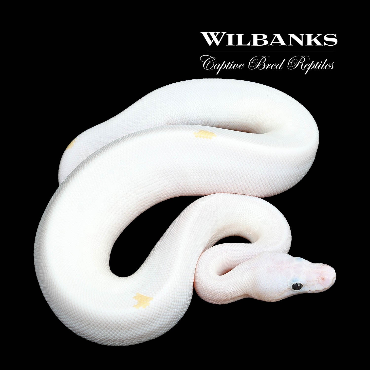 Super Fire Ball Python by Wilbanks Captive Bred Reptiles - MorphMarket