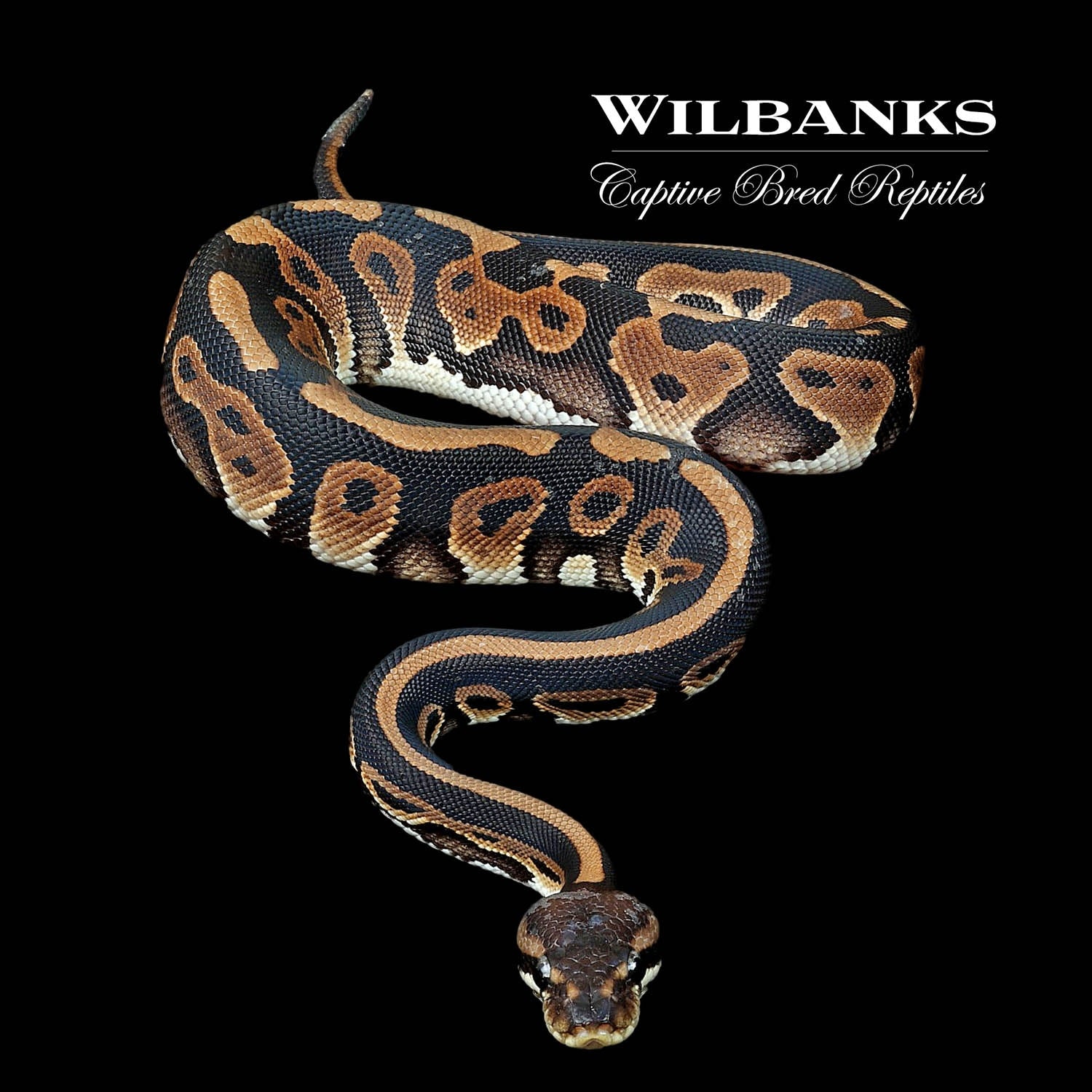 Cinnamon Leopard Ball Python by Wilbanks Captive Bred Reptiles ...