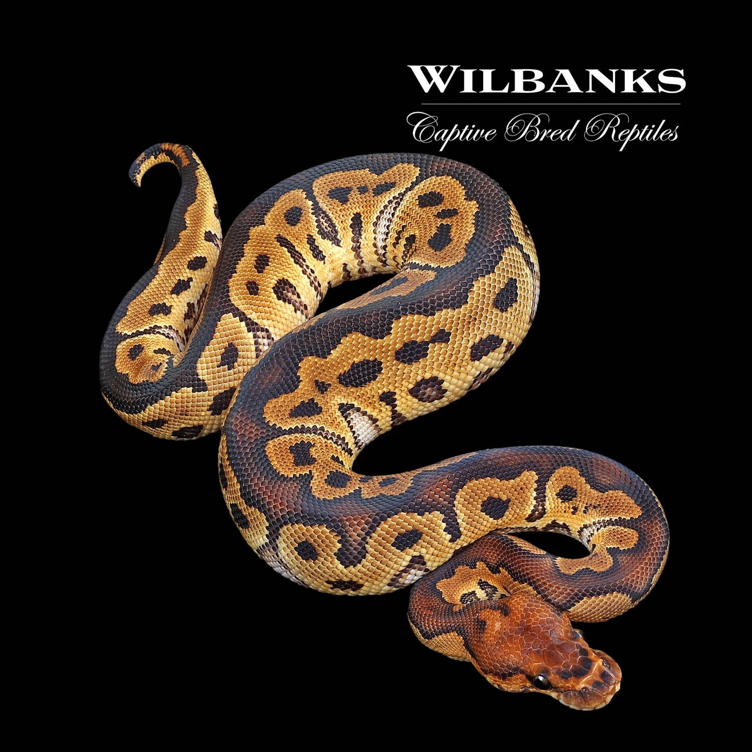 Clown Ball Python by Wilbanks Captive Bred Reptiles - MorphMarket