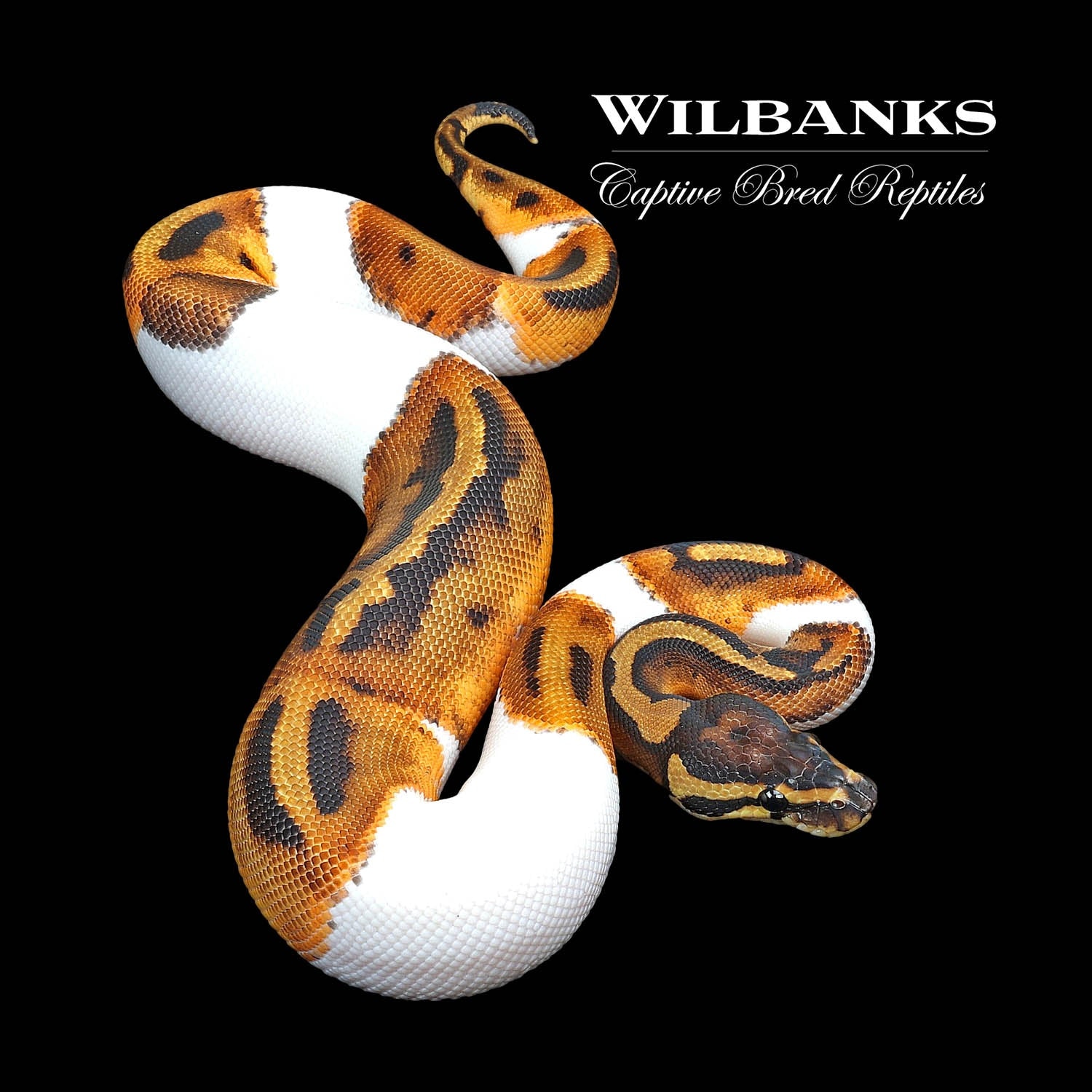Pied Ball Python by Wilbanks Captive Bred Reptiles - MorphMarket