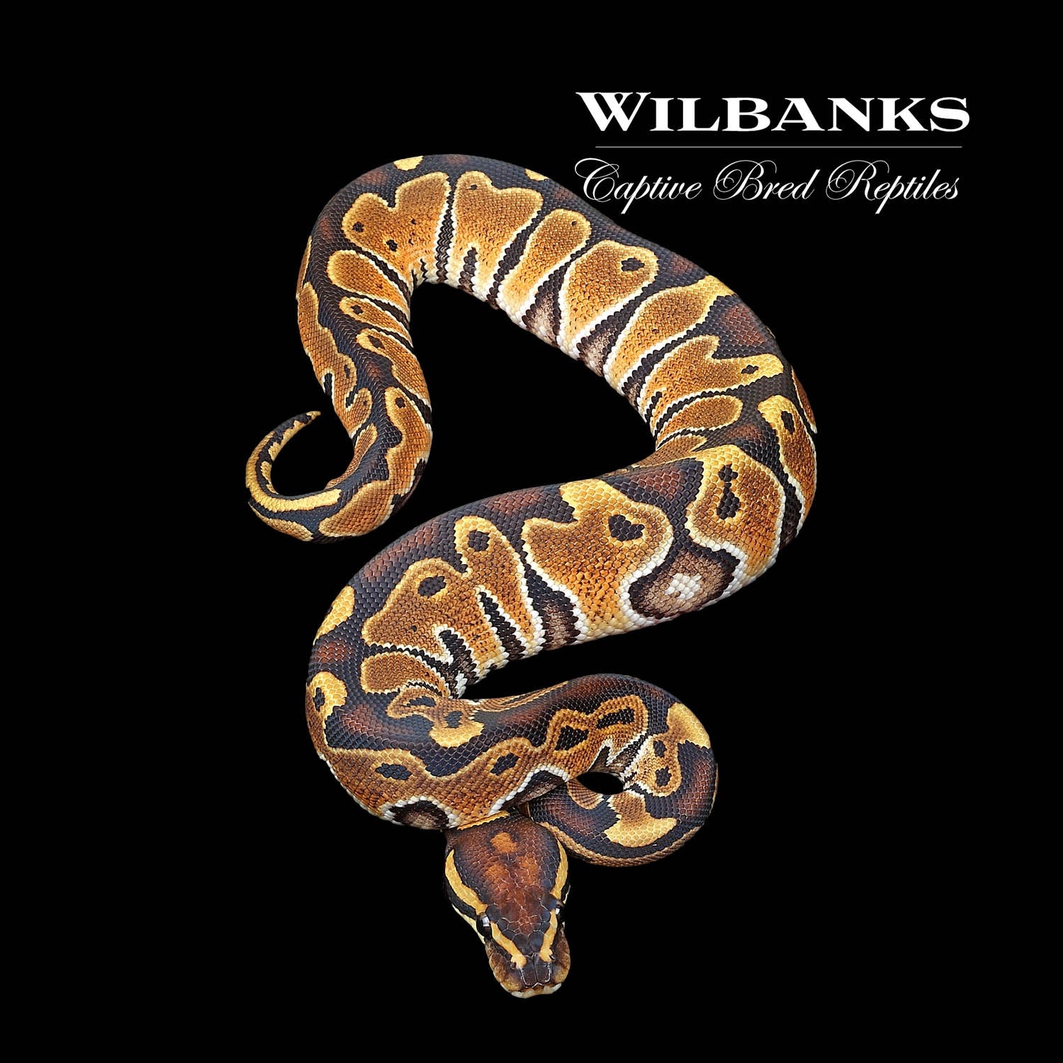 Special Ball Python by Wilbanks Captive Bred Reptiles - MorphMarket