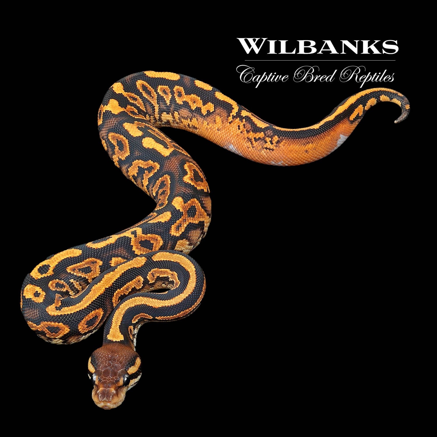 Orange Dream Black Pastel Yellow Belly Ball Python by Wilbanks Captive ...