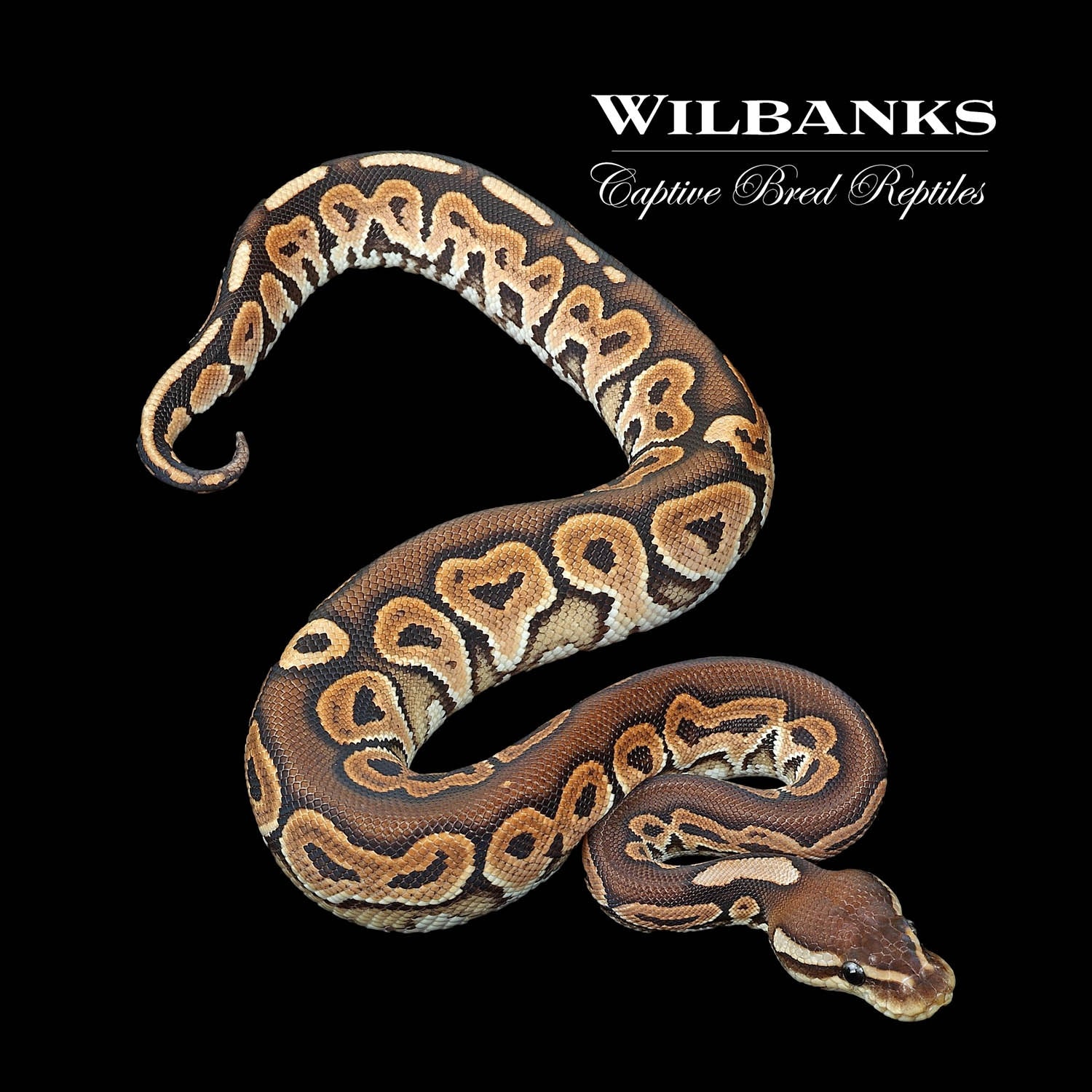 Cinnamon Special Ball Python by Wilbanks Captive Bred Reptiles ...