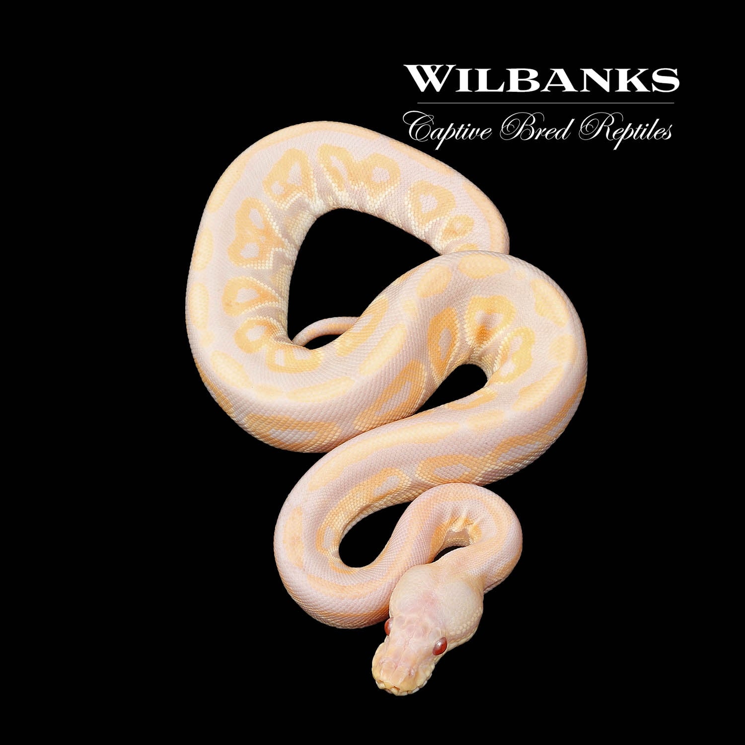 Cinnamon Candino Ball Python by Wilbanks Captive Bred Reptiles ...