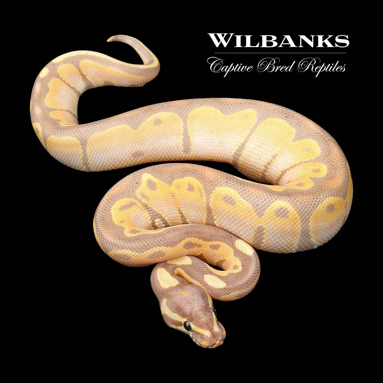 Banana Ball Python by Wilbanks Captive Bred Reptiles - MorphMarket