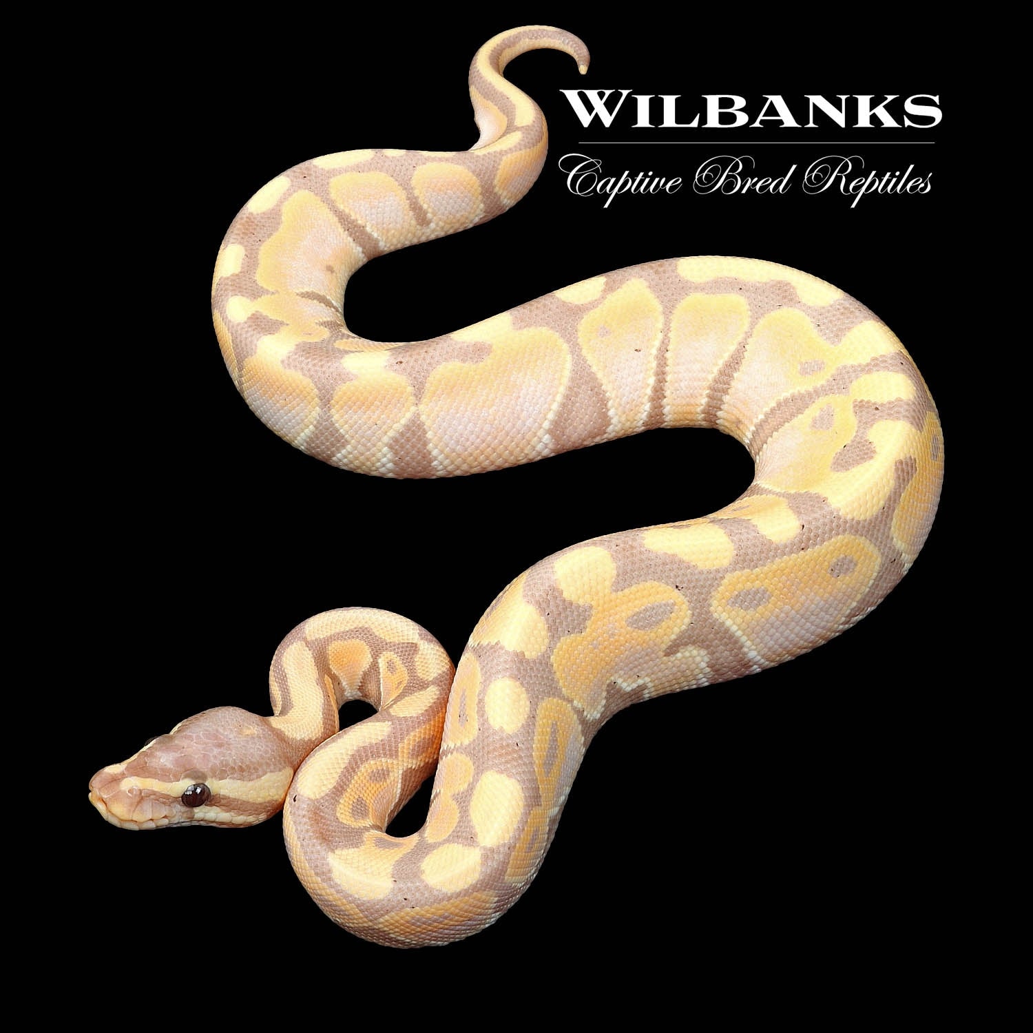 Banana Ball Python by Wilbanks Captive Bred Reptiles - MorphMarket