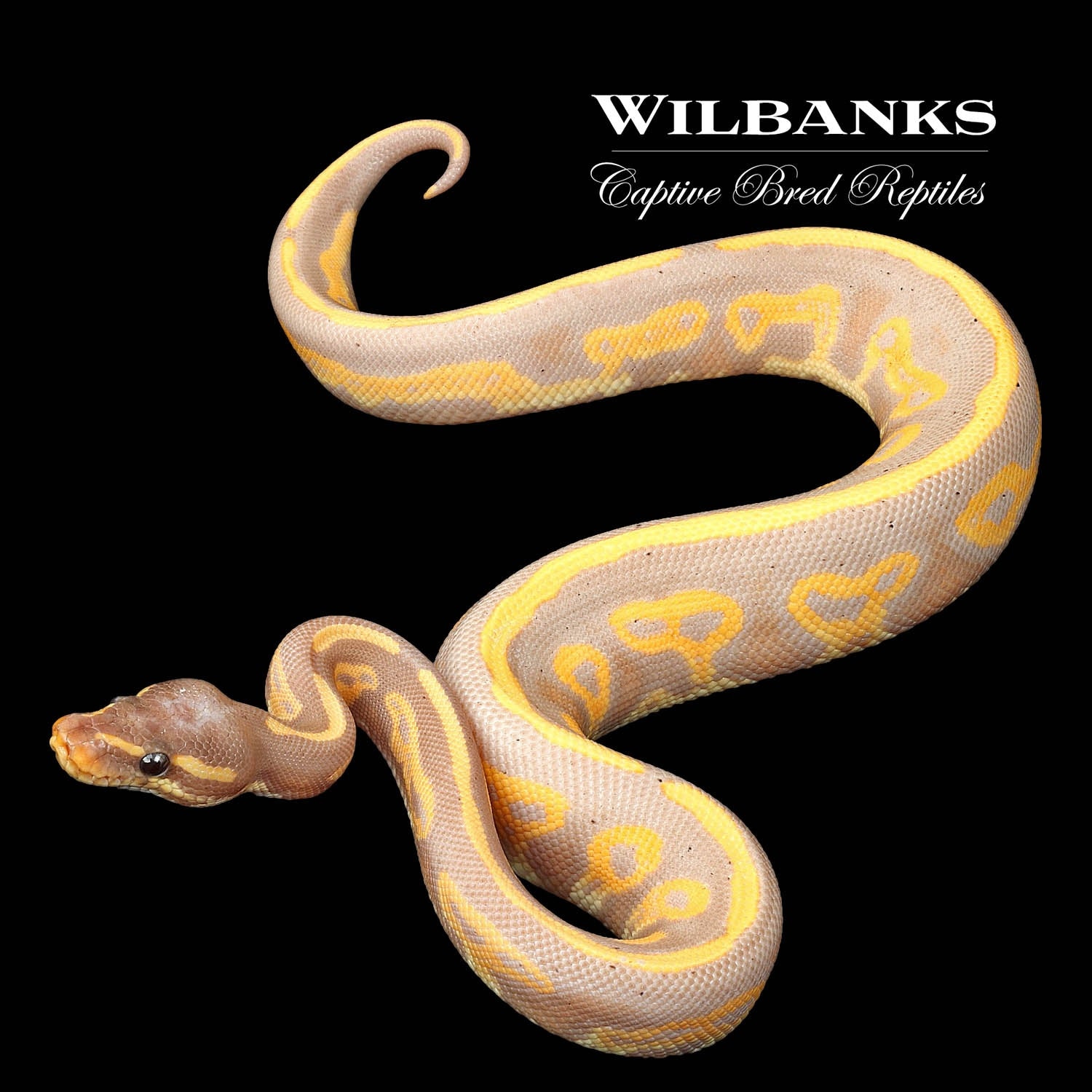Banana Blackhead Leopard Ball Python by Wilbanks Captive Bred Reptiles ...