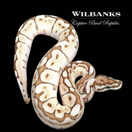 Butter Spider Ball Python by Wilbanks Captive Bred Reptiles