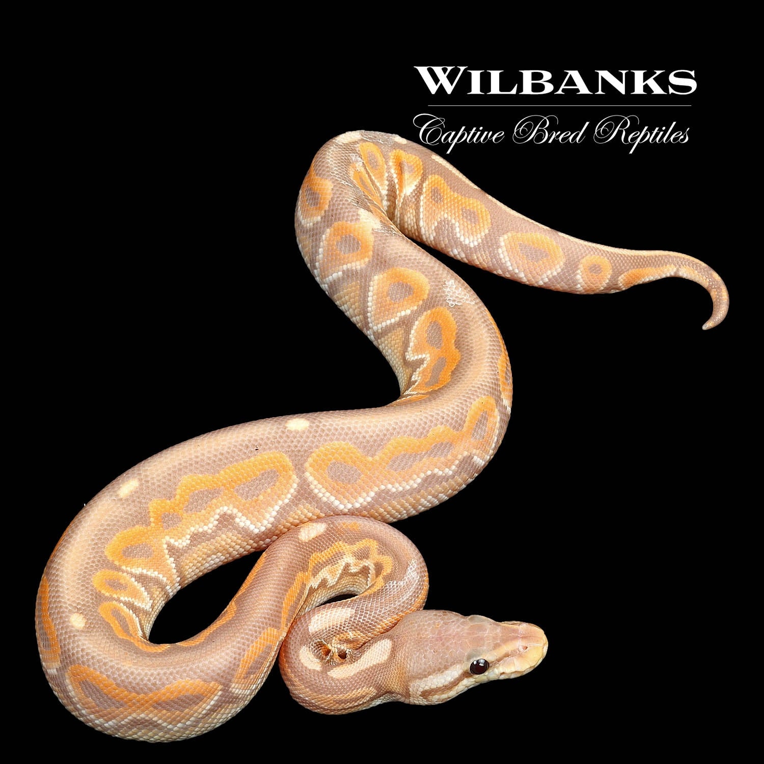 Banana Cinnamon Ball Python by Wilbanks Captive Bred Reptiles - MorphMarket