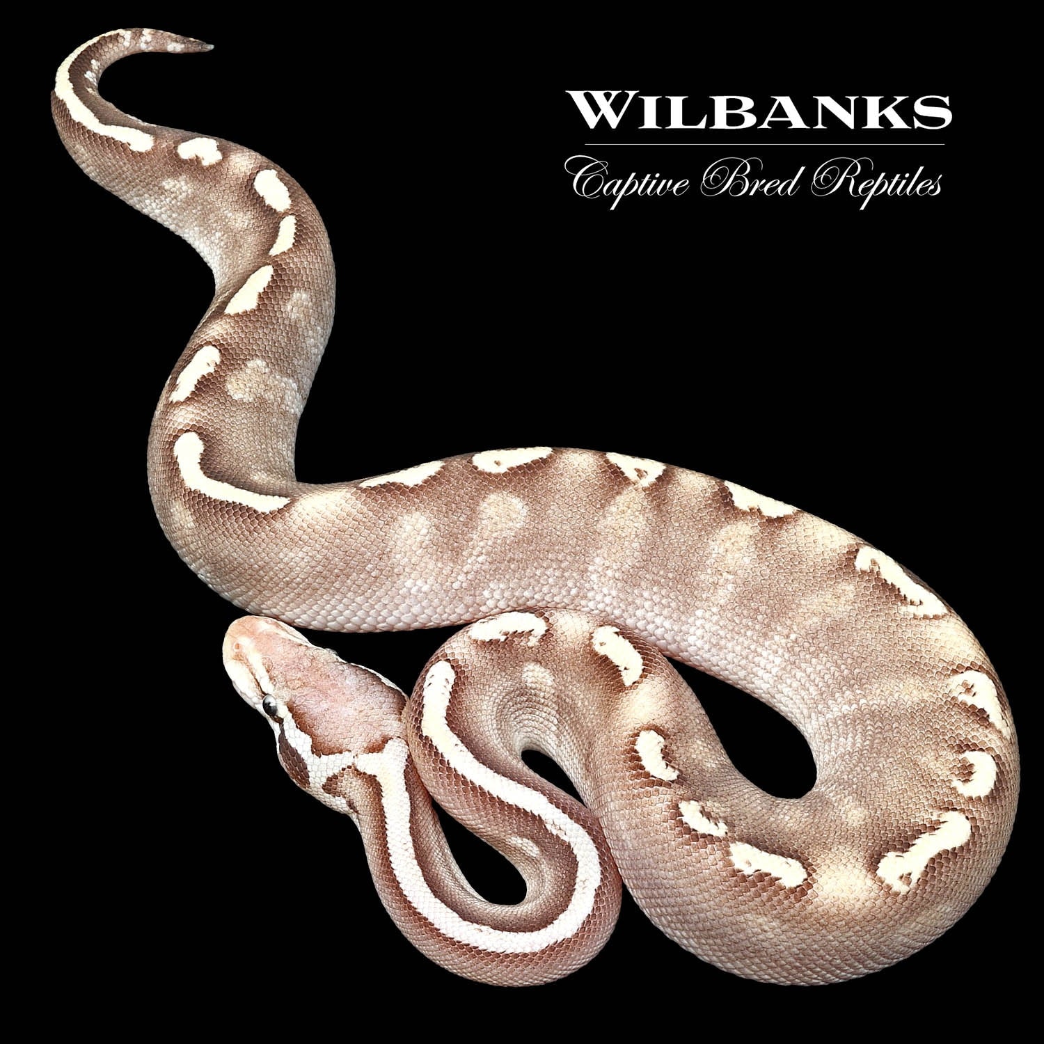 FireFly Mojave GHI Ball Python by Wilbanks Captive Bred Reptiles ...