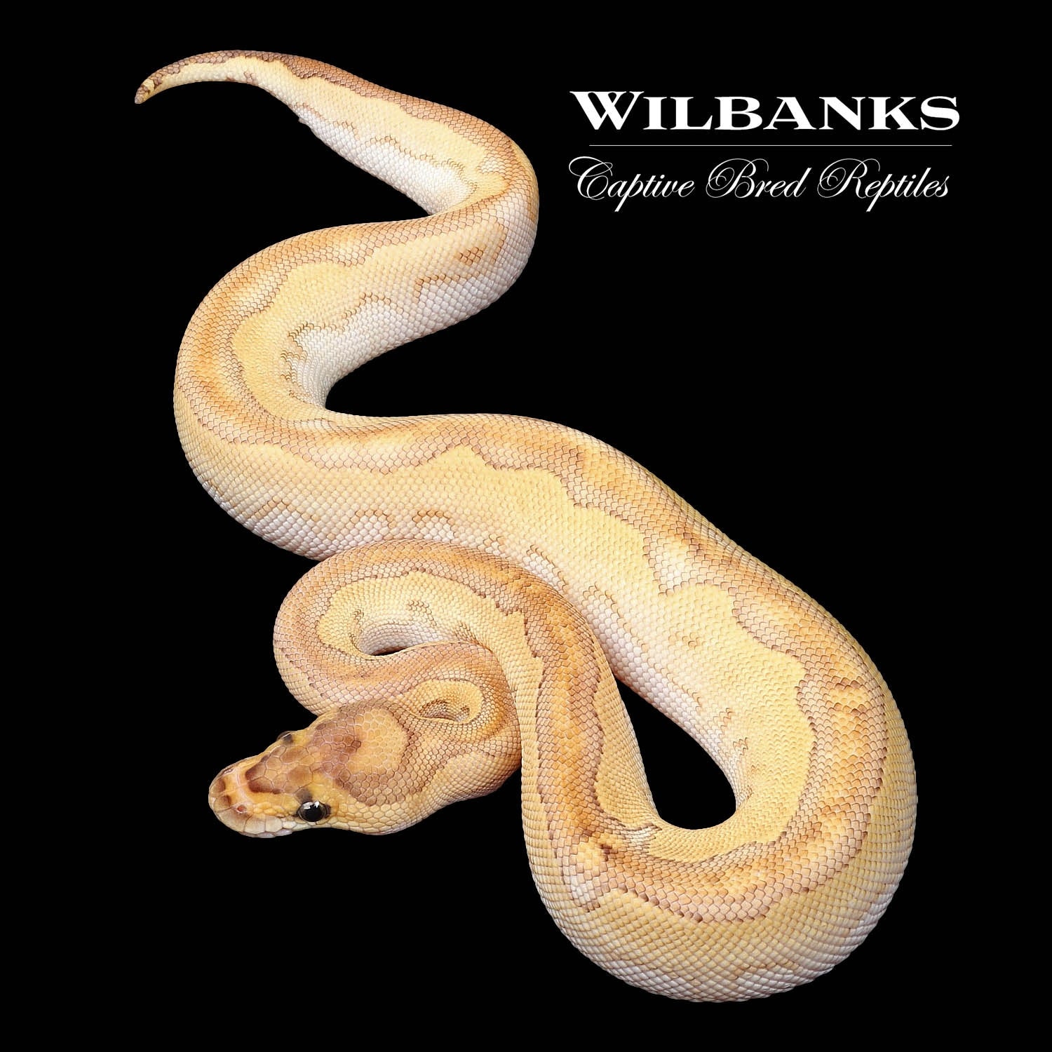 Butter Sugar Clown Ball Python by Wilbanks Captive Bred Reptiles ...