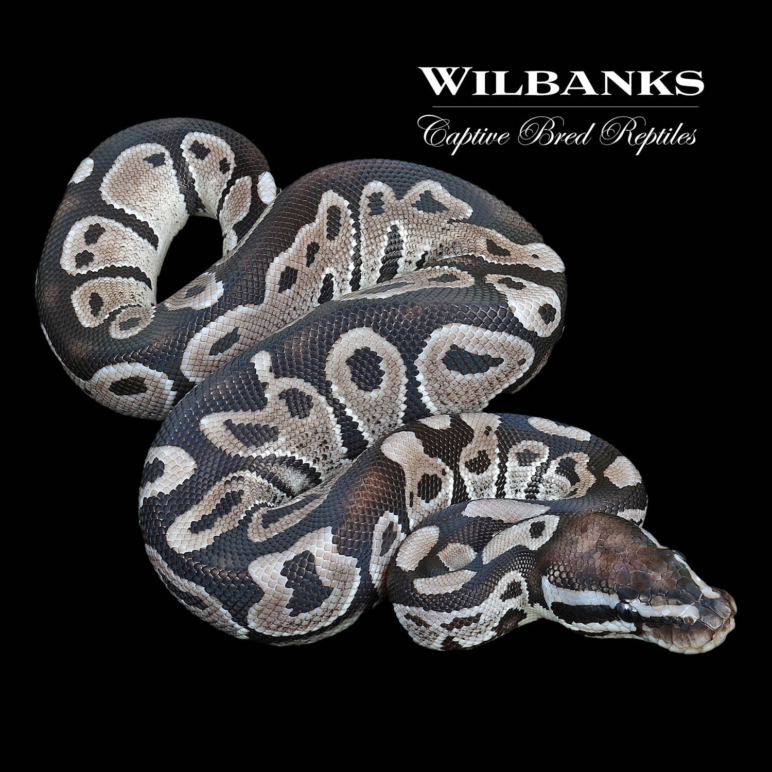 Axanthic (VPI) 100% Het. Lavender Albino Ball Python by Wilbanks ...
