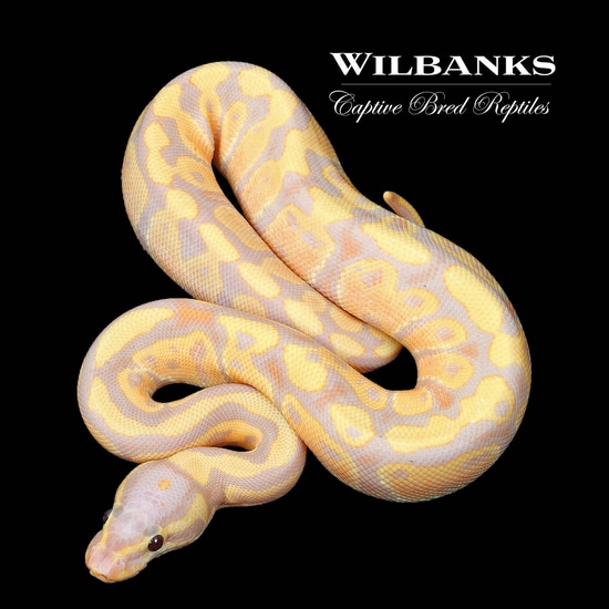 Banana Fire Ball Python by Wilbanks Captive Bred Reptiles