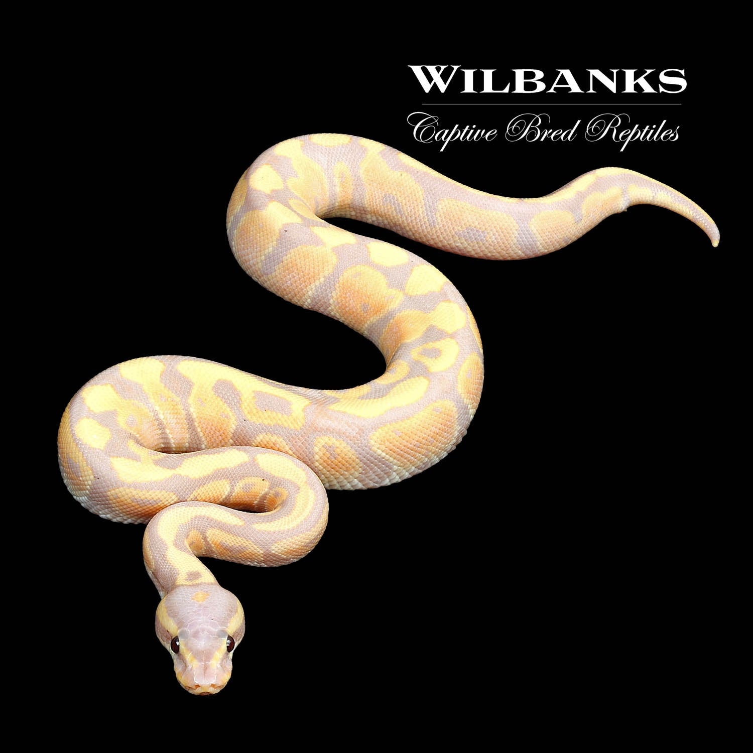 Banana Fire Ball Python by Wilbanks Captive Bred Reptiles - MorphMarket