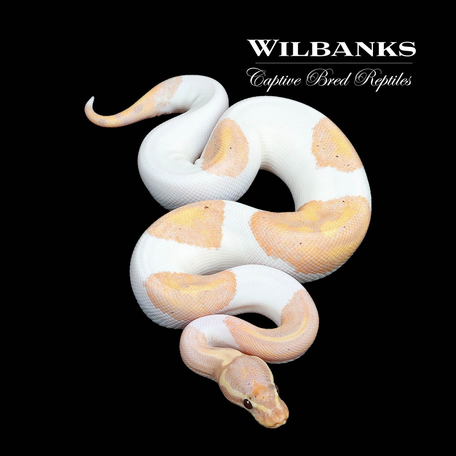 Banana Pied Ball Python by Wilbanks Captive Bred Reptiles - MorphMarket