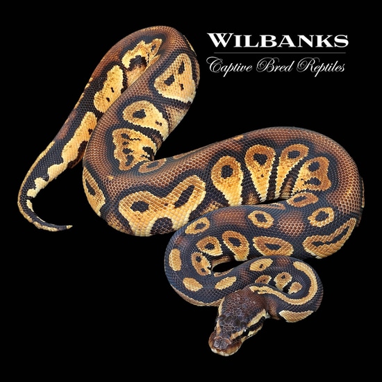 Blackhead Pastel Ball Python by Wilbanks Captive Bred Reptiles