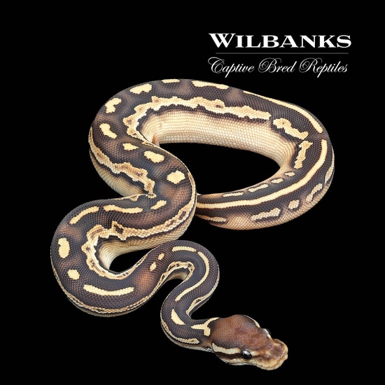 Orange Dream Black Pastel Butter Yellow Belly Ball Python by Wilbanks ...
