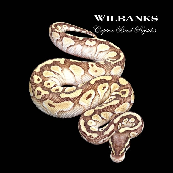 Pastel Butter Yellow Belly Ball Python by Wilbanks Captive Bred Reptiles