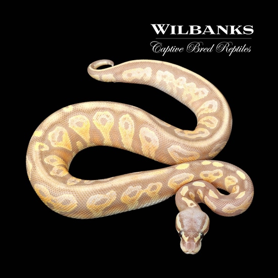 Banana Blackhead Pastel Special Ball Python by Wilbanks Captive Bred ...