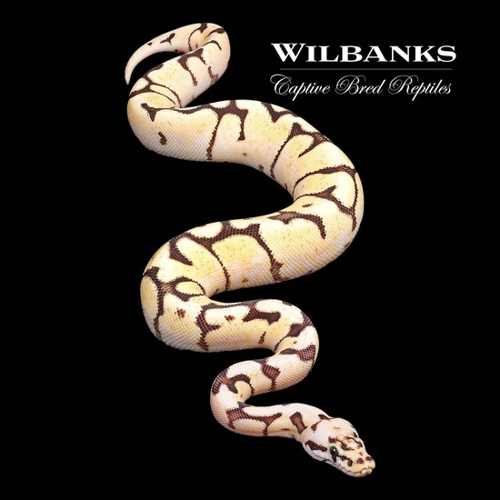 Fire Bee Ball Python by Wilbanks Captive Bred Reptiles