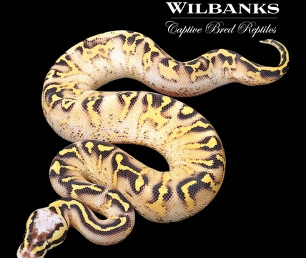 Wilbanks Captive Bred Reptiles - MorphMarket