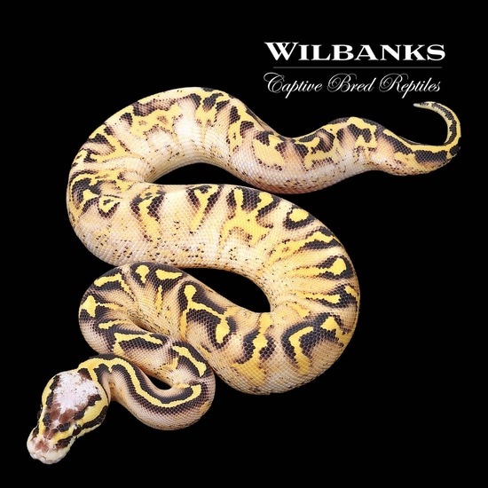 FireFly Super Asphalt Ball Python by Wilbanks Captive Bred Reptiles
