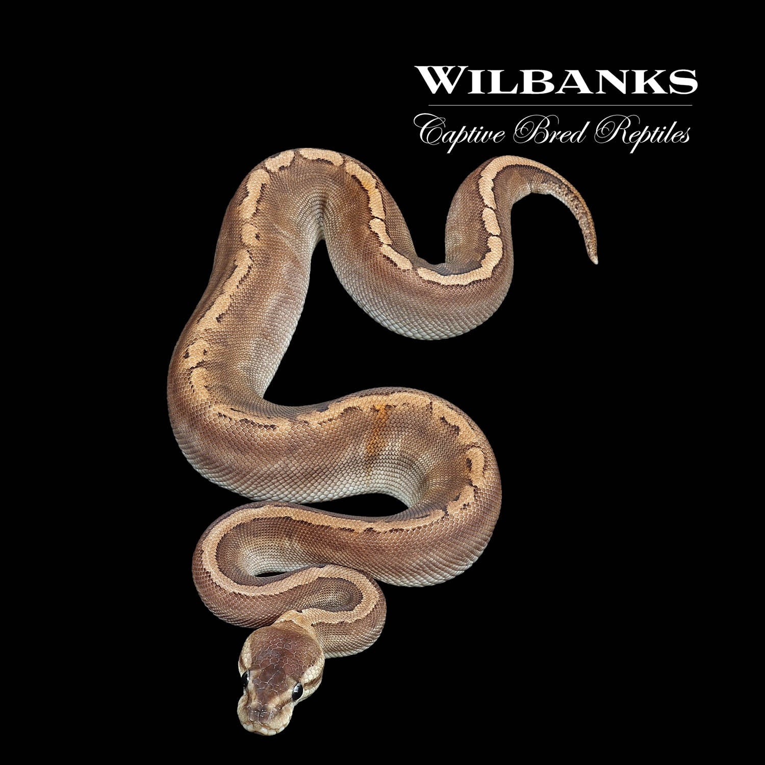 GHI Cinnamon Pinstripe 100% Het. Clown Ball Python by Wilbanks Captive ...
