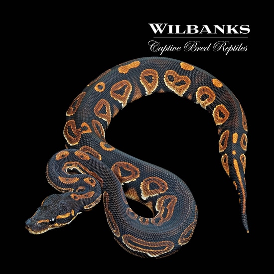 Blackhead Huffman Ball Python by Wilbanks Captive Bred Reptiles