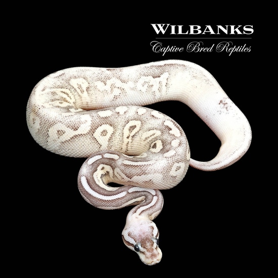 Pewter Fire Yellow Belly Ball Python by Wilbanks Captive Bred Reptiles