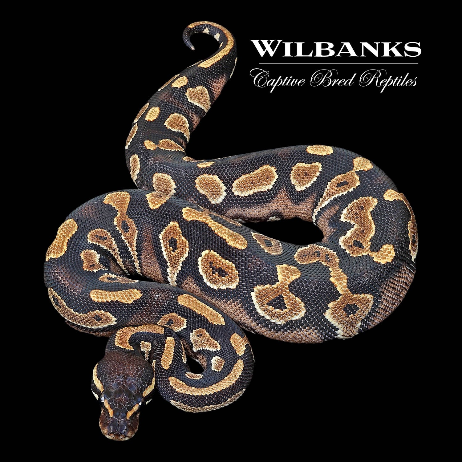 Blackhead Phantom Yellow Belly Ball Python by Wilbanks Captive Bred ...