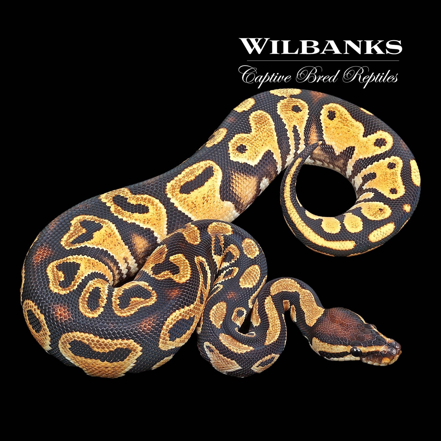 Orange Dream Yellow Belly Ball Python by Wilbanks Captive Bred Reptiles ...