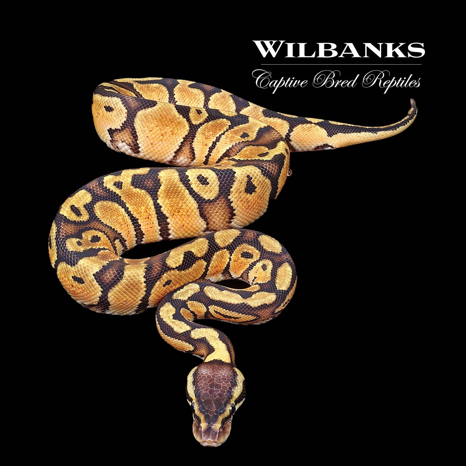 Pastel Red Stripe Ball Python by Wilbanks Captive Bred Reptiles ...