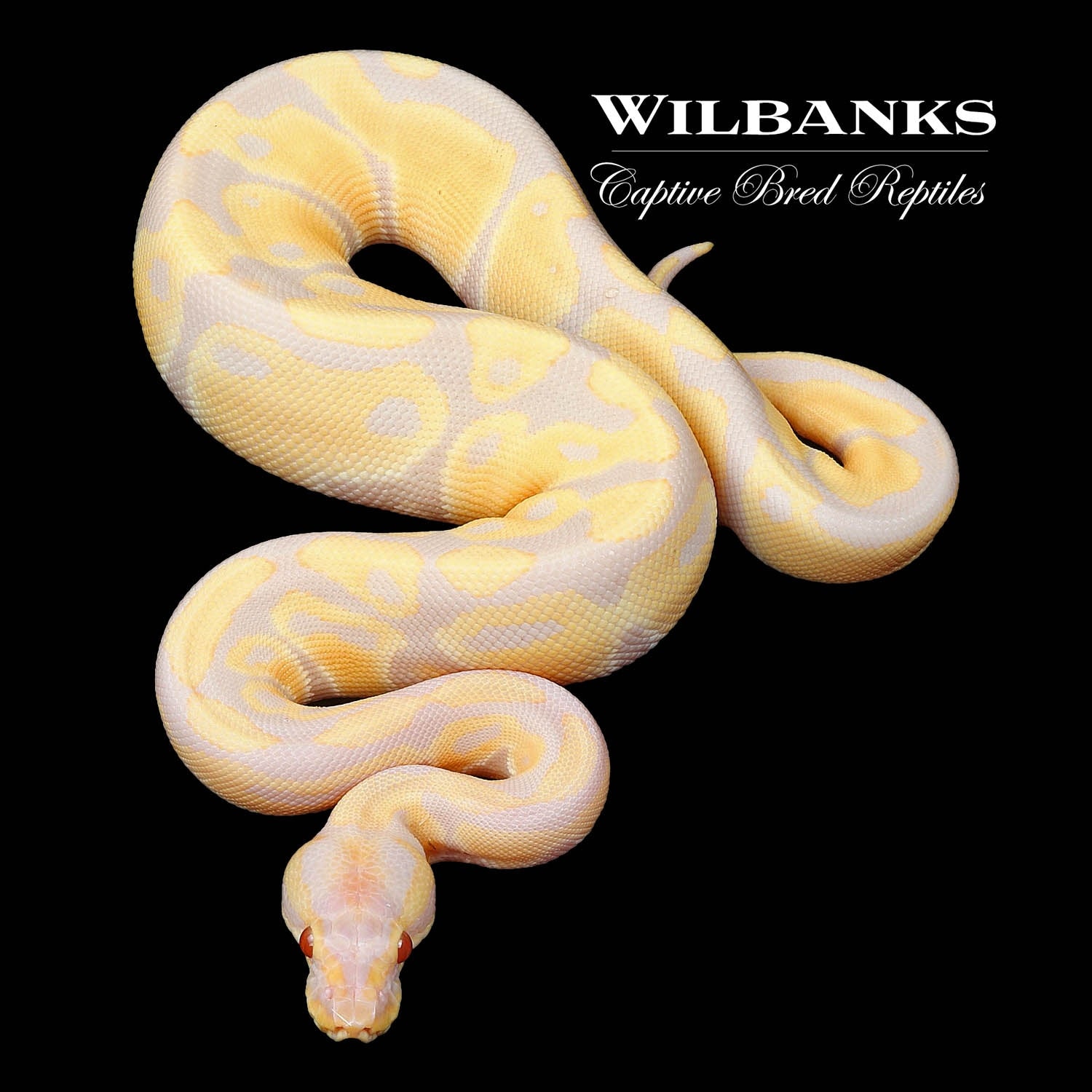 Candino Ball Python by Wilbanks Captive Bred Reptiles - MorphMarket
