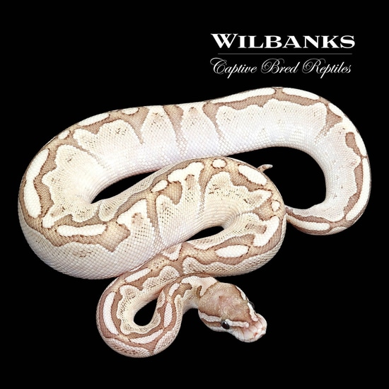 Bamboo Fire Ball Python by Wilbanks Captive Bred Reptiles