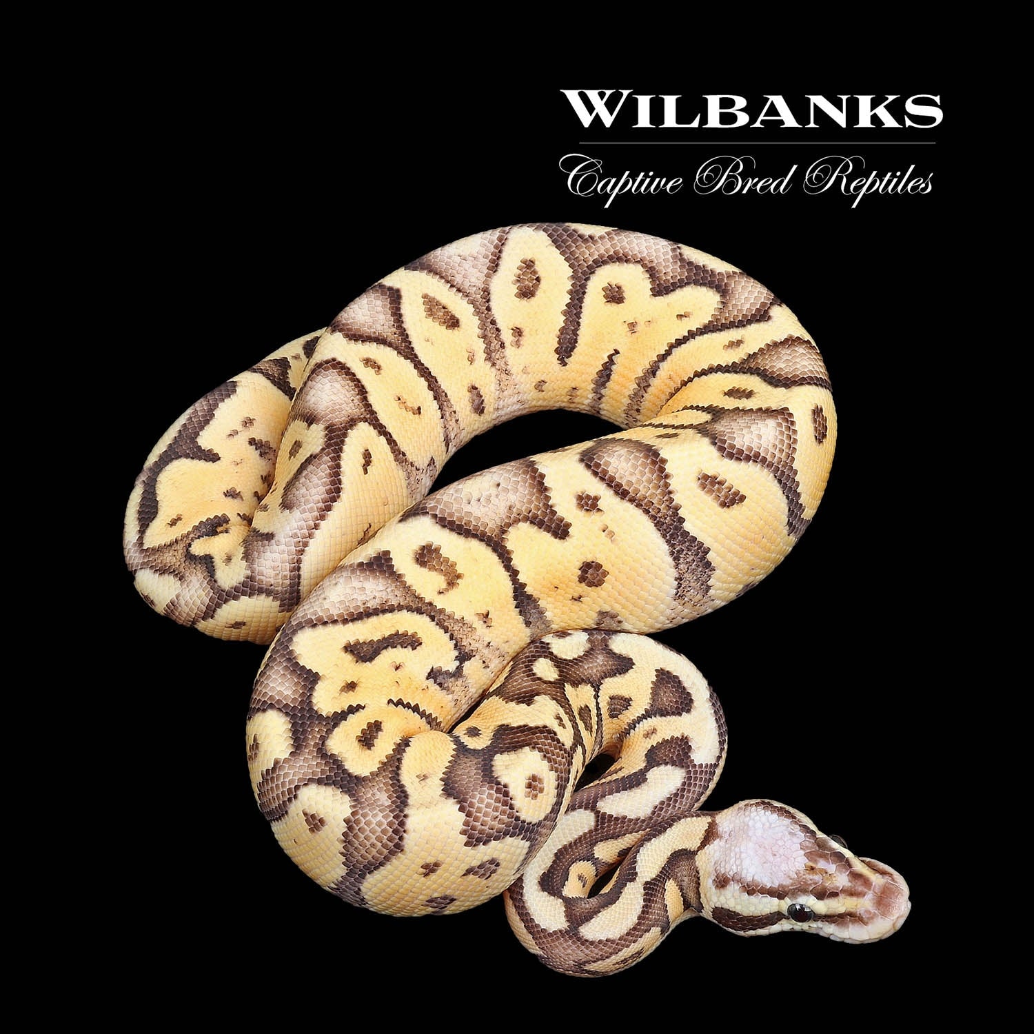 SuperFly Ball Python by Wilbanks Captive Bred Reptiles - MorphMarket
