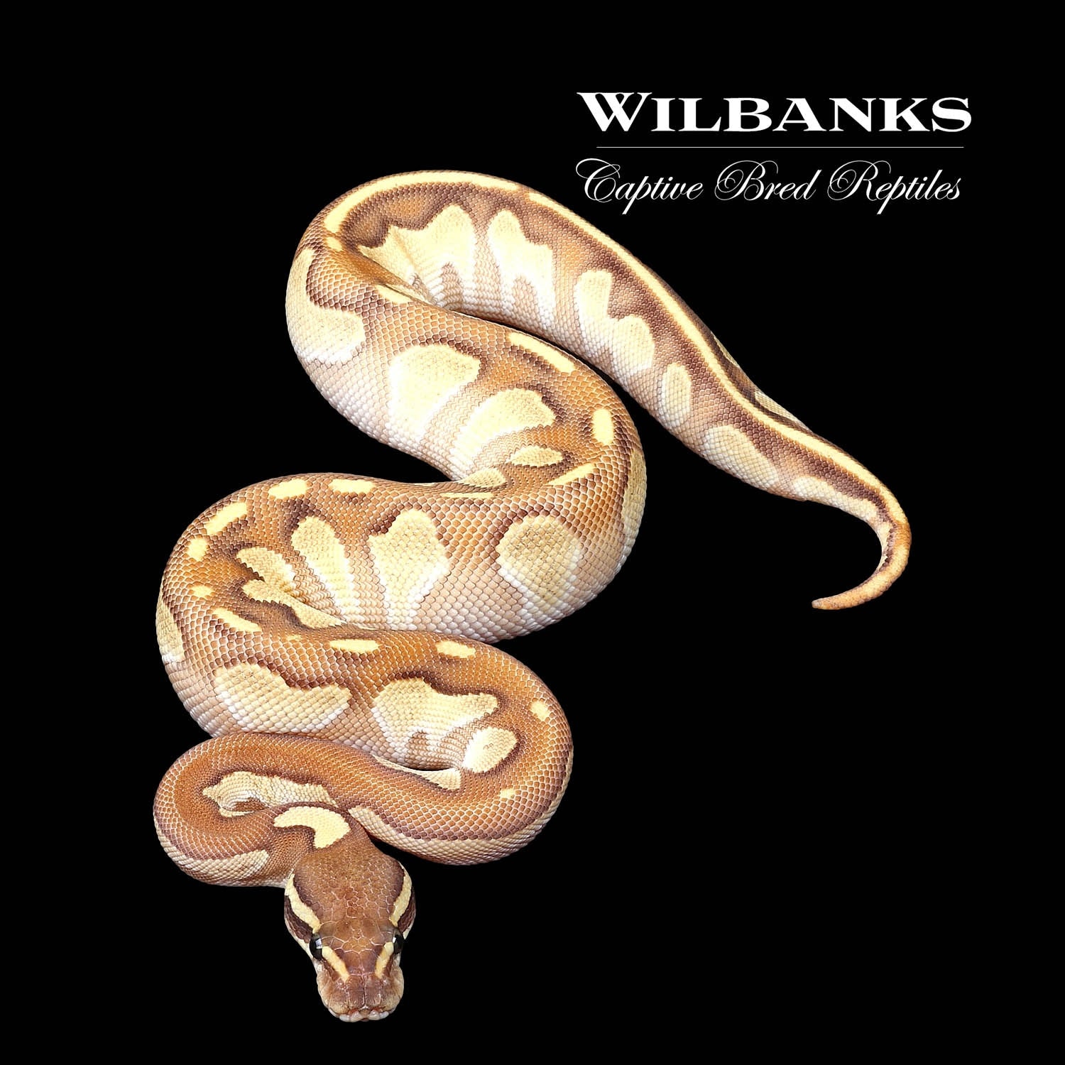 Blackhead Butter Enchi Ball Python by Wilbanks Captive Bred Reptiles ...