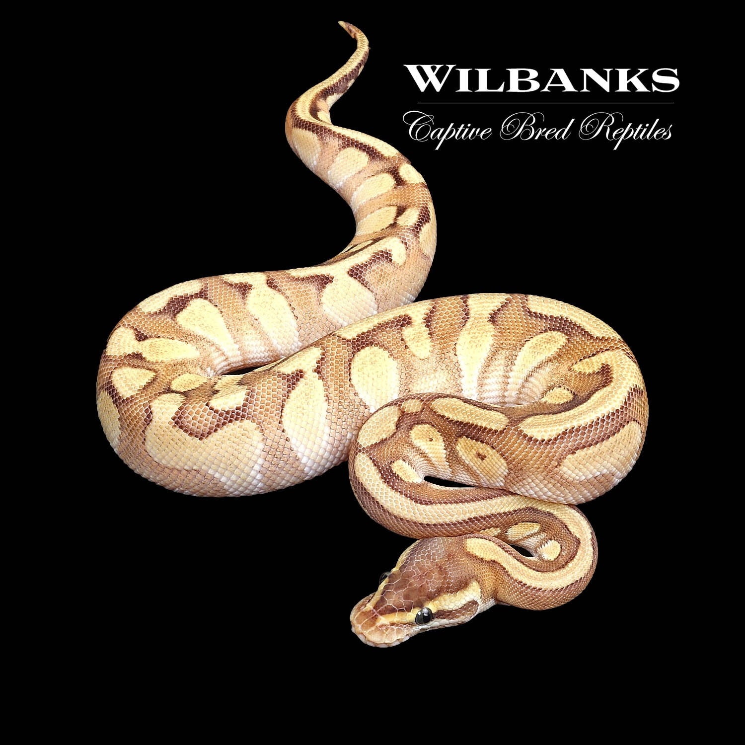 Enchi Pastave Red Stripe Ball Python by Wilbanks Captive Bred Reptiles ...