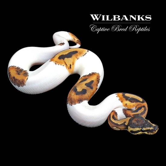 Pied (Smiley Face) Ball Python by Wilbanks Captive Bred Reptiles