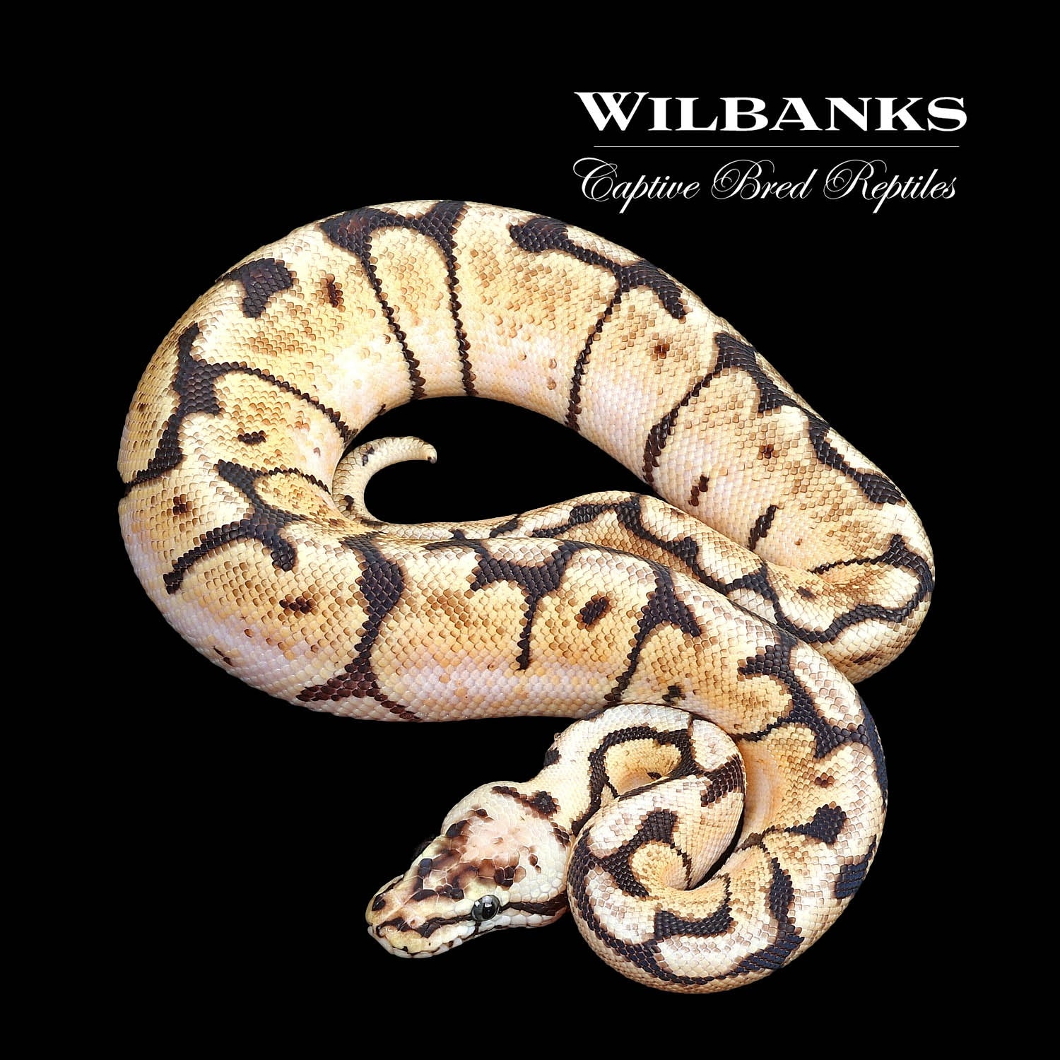 Bumble Bee Ball Python by Wilbanks Captive Bred Reptiles - MorphMarket