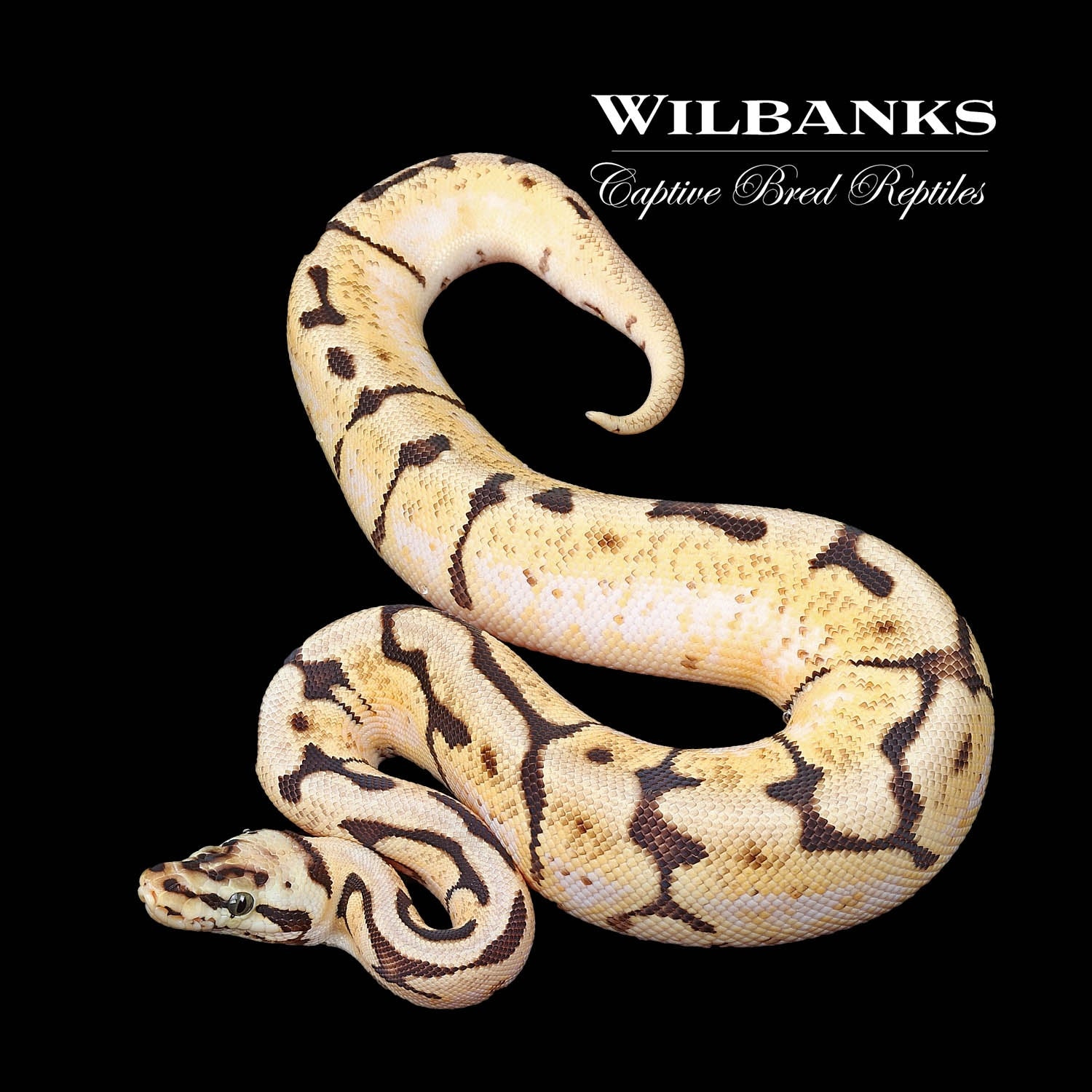 Bumble Bee Ball Python by Wilbanks Captive Bred Reptiles - MorphMarket