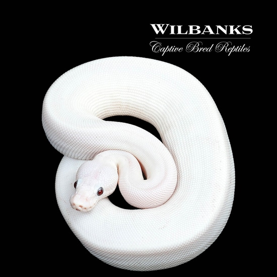 Banana Blue Eyed Leucistic (Lucy) (Mojave Butter) Ball Python by ...