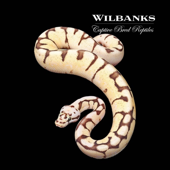 Fire Bee Ball Python by Wilbanks Captive Bred Reptiles