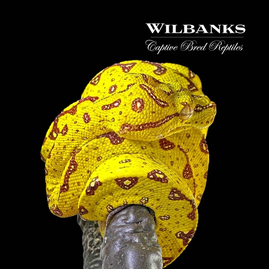 Biak Green Tree Python by Wilbanks Captive Bred Reptiles
