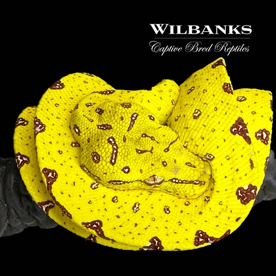 Biak Green Tree Python by Wilbanks Captive Bred Reptiles
