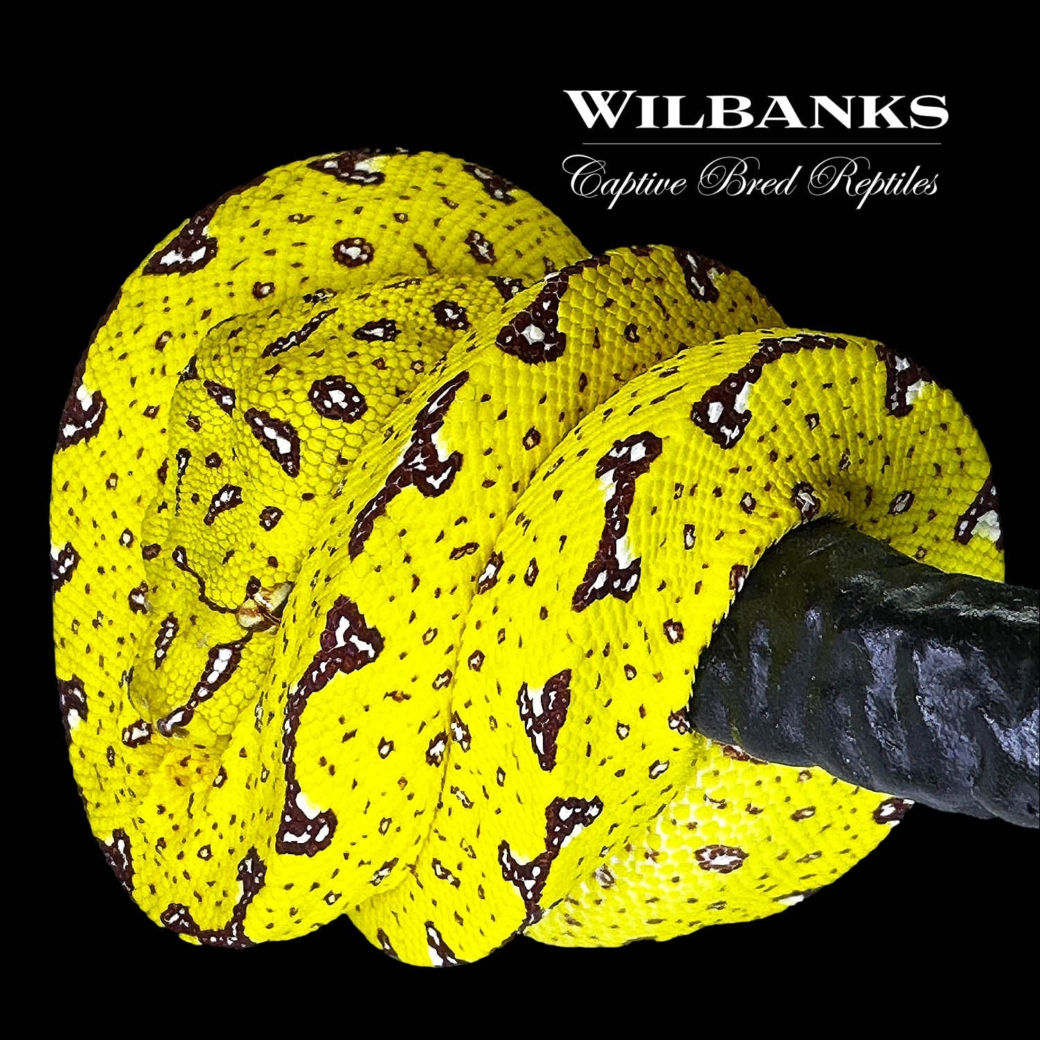 Biak Green Tree Python by Wilbanks Captive Bred Reptiles - MorphMarket